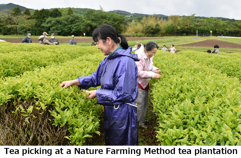 Tea picking experience event at Ohito Farm – MOA International